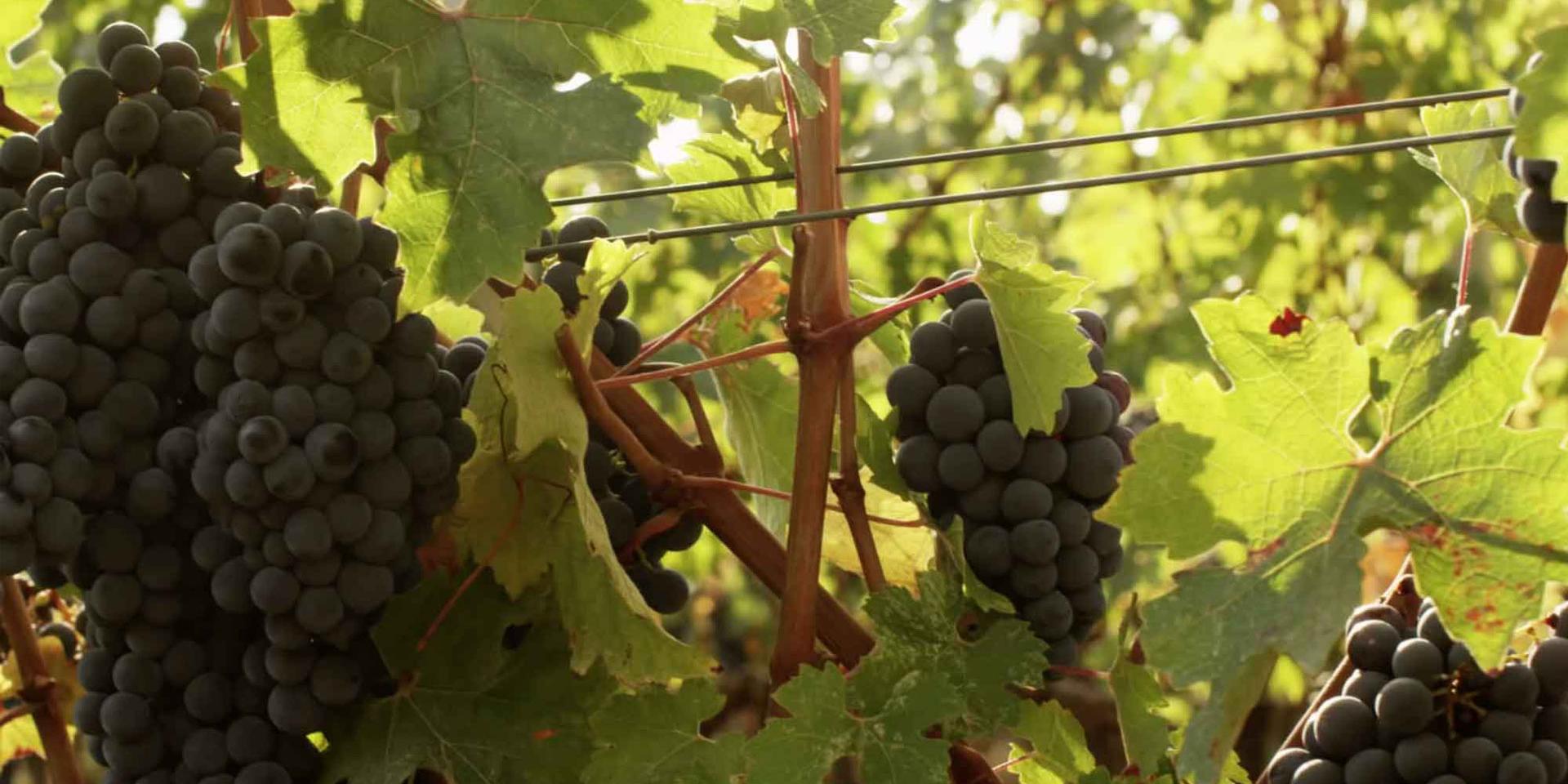 Découvrez le métier de vigneron sur la Côte d’Azur