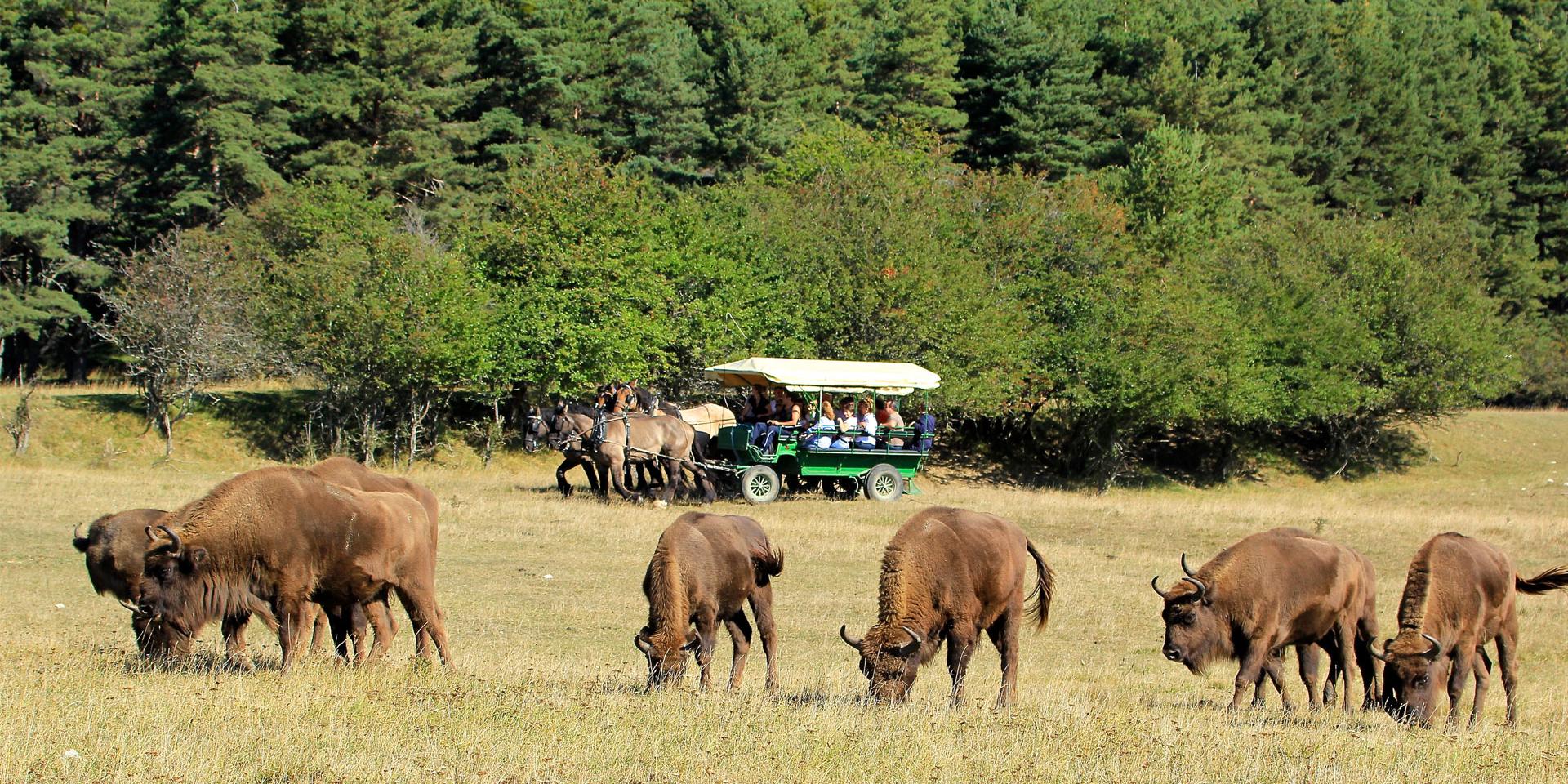 Parc des Bisons à Thorenc : Rencontrez les bisons à la Réserve des ...