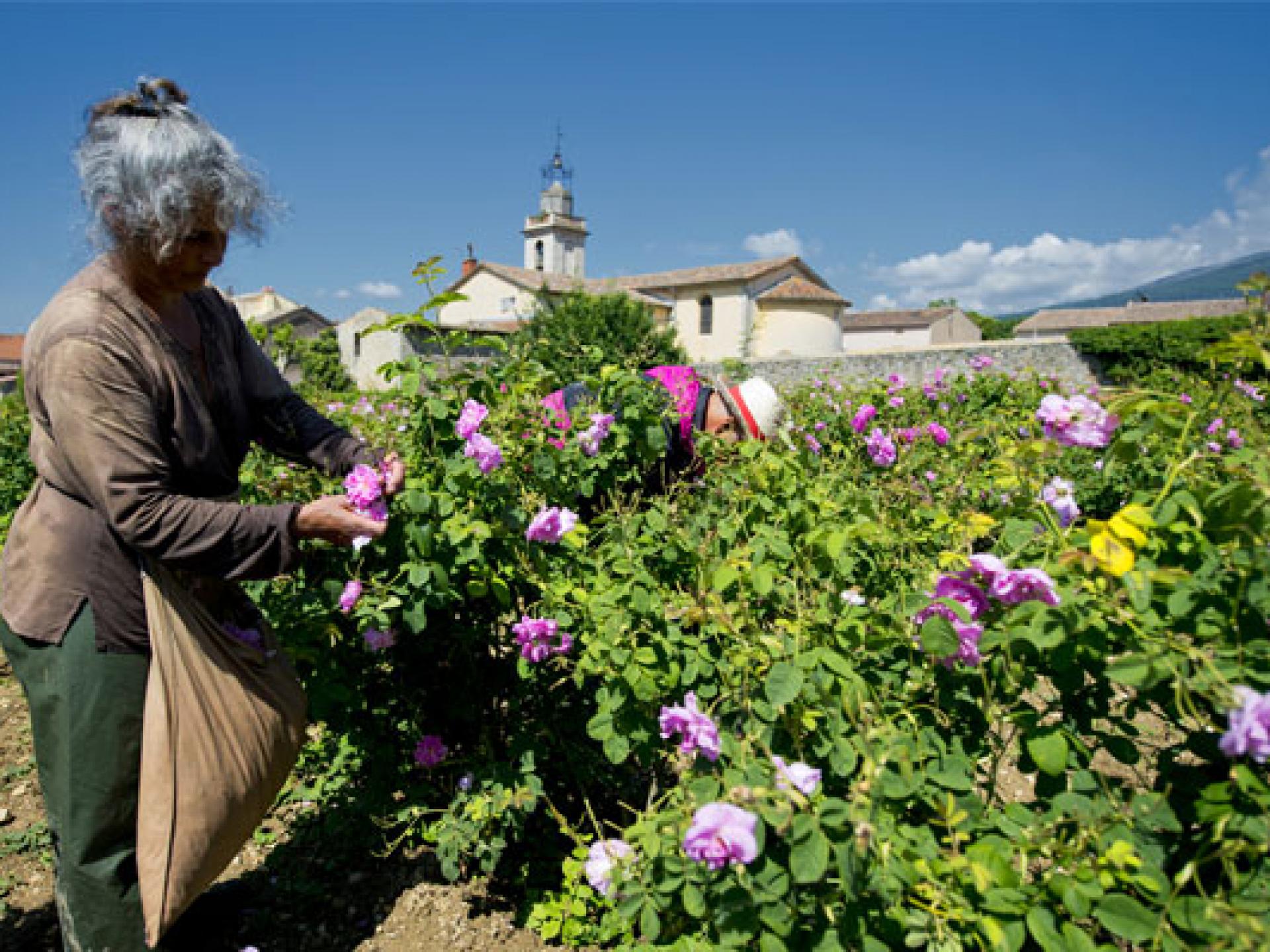 Partez à la découverte des parfumeries de Grasse
